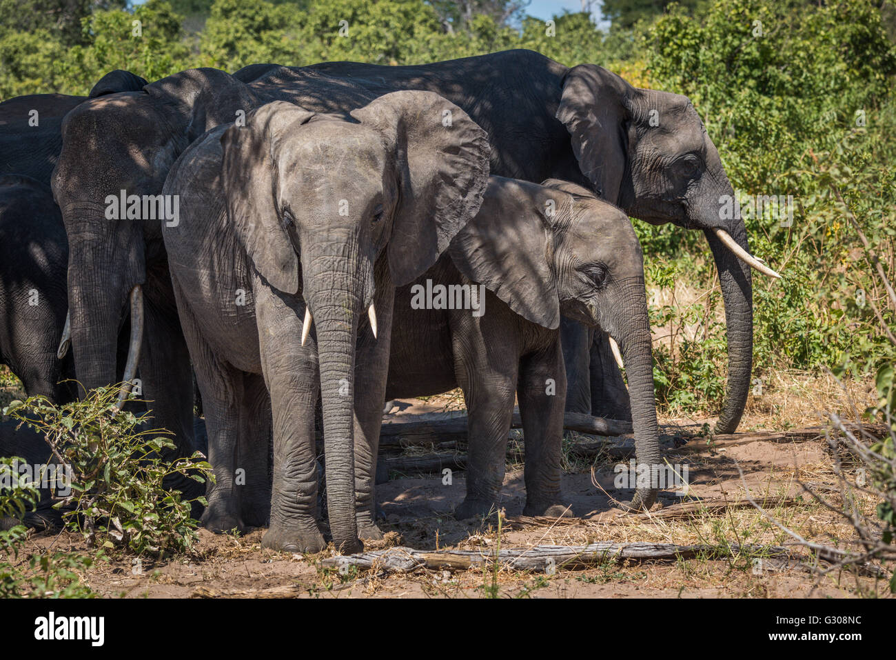 Herd of elephants standing together in shade Stock Photo - Alamy