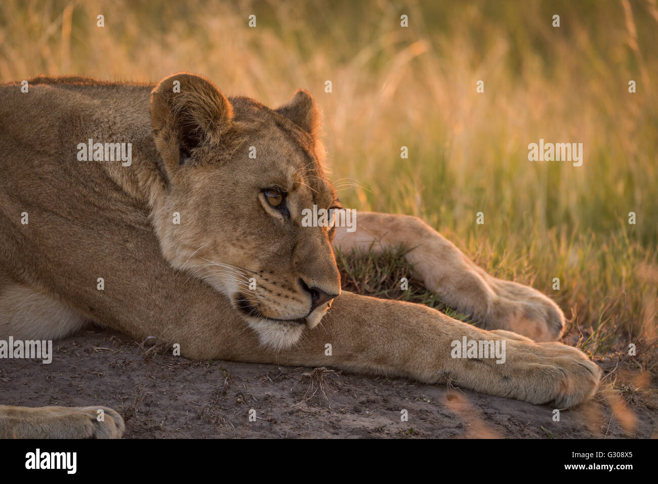Lion lying with head on front leg Stock Photo - Alamy
