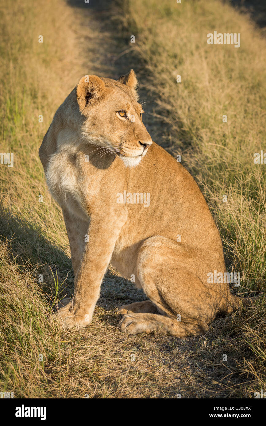 Lion head turned hi-res stock photography and images - Alamy