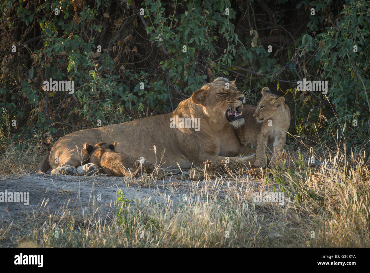 Lioness growling hi-res stock photography and images - Alamy