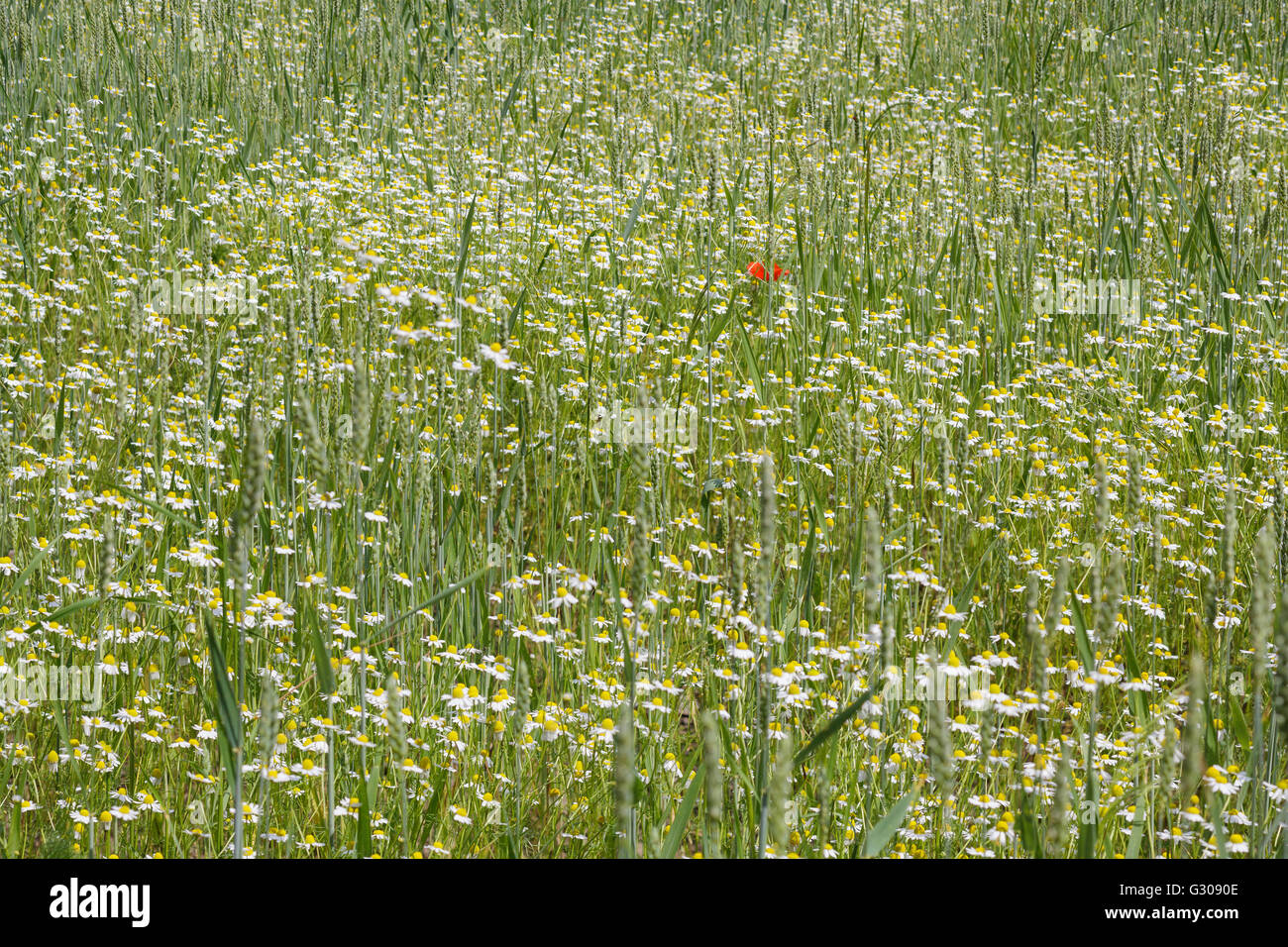 Field chamomile hi-res stock photography and images - Alamy