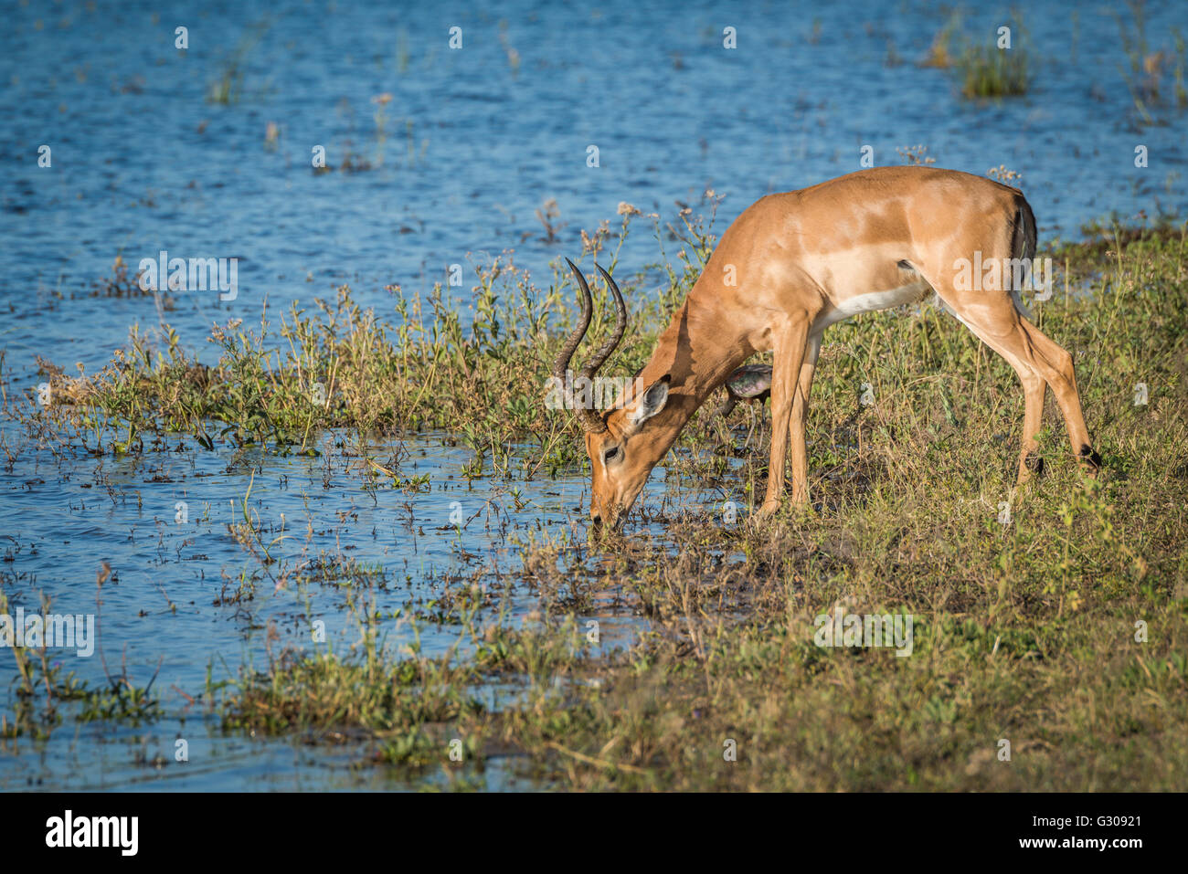 Male impala drinking from river in sunshine Stock Photo - Alamy