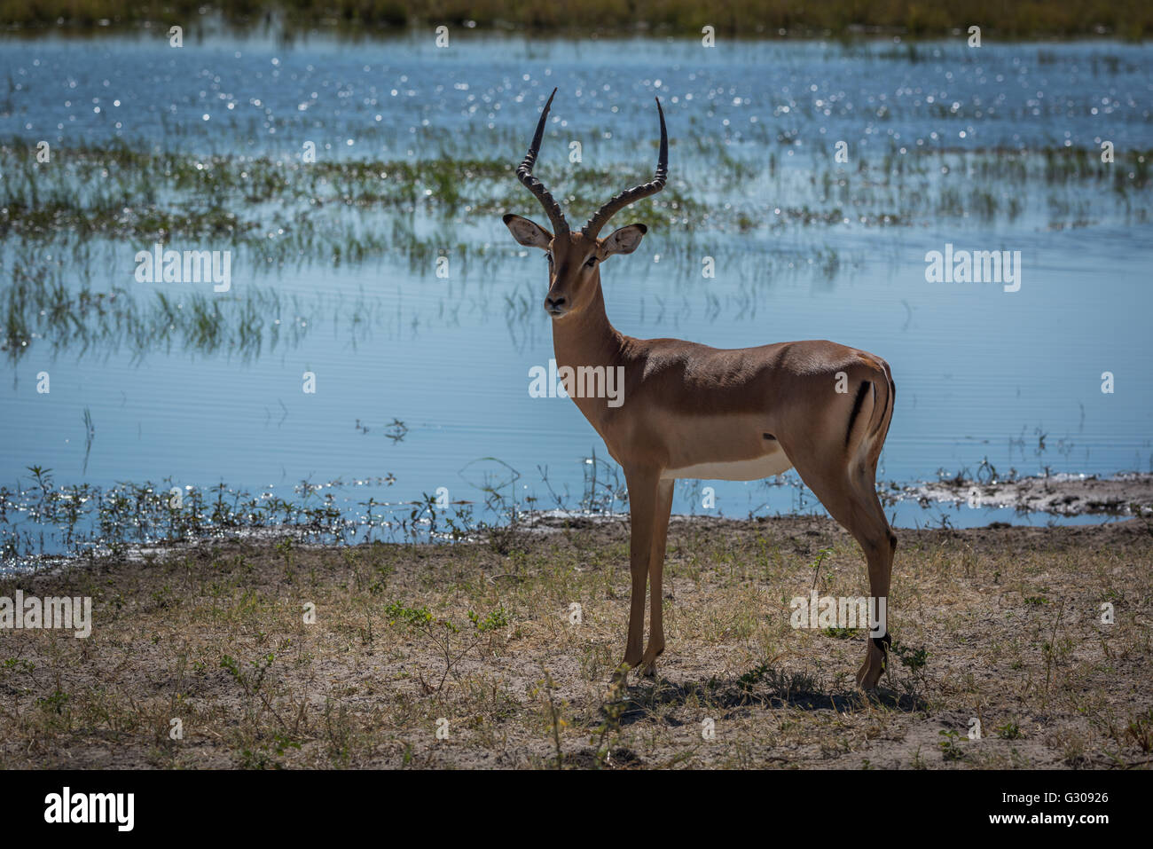 Male impala facing camera on grassy riverbank Stock Photo - Alamy