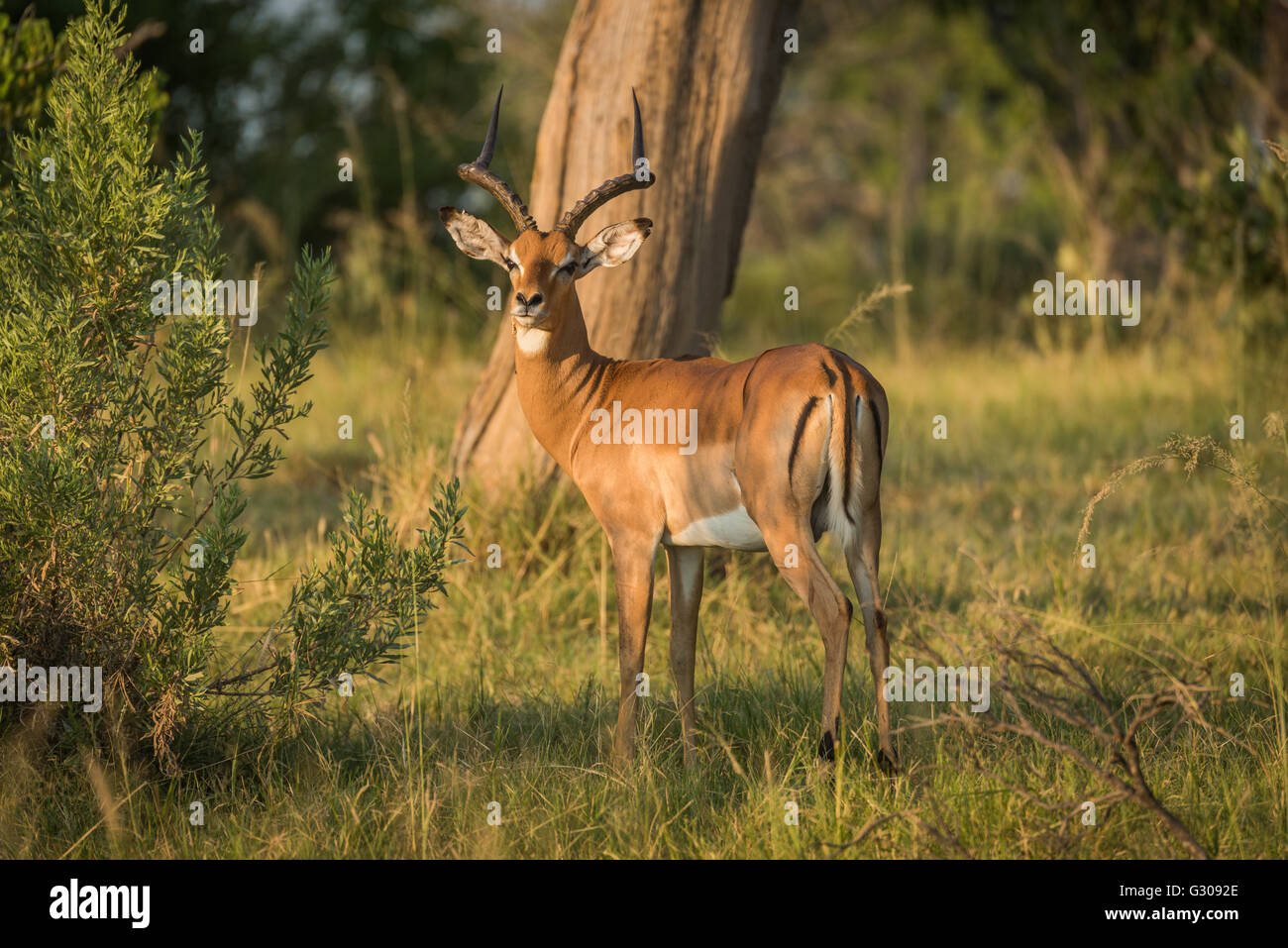Male impala in golden light facing camera Stock Photo - Alamy