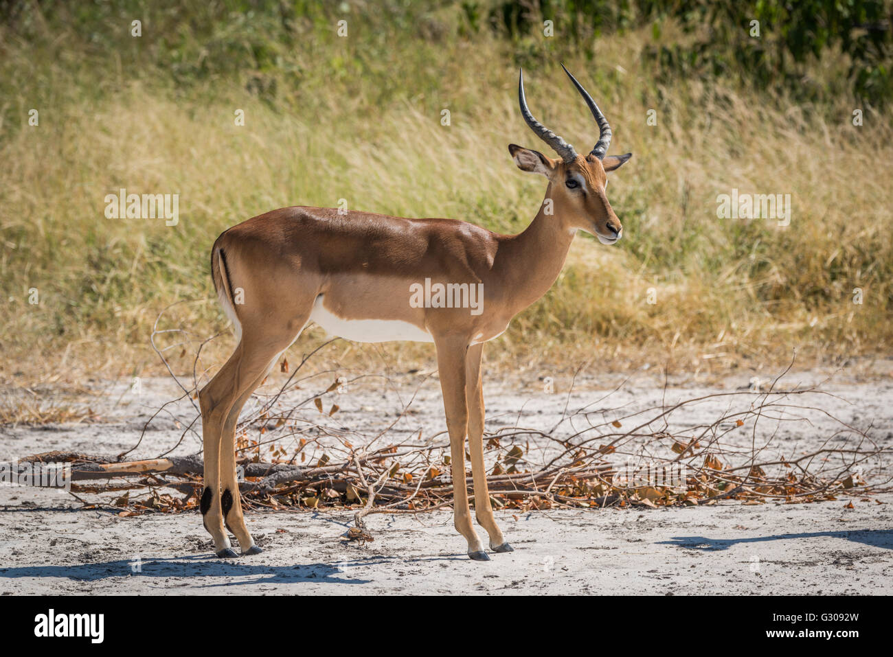 Male impala on sandy ground turning head Stock Photo - Alamy