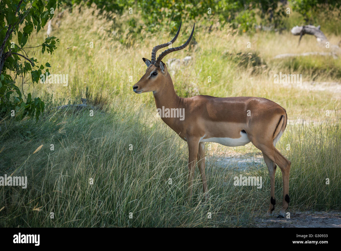 Male impala standing in shade facing camera Stock Photo - Alamy