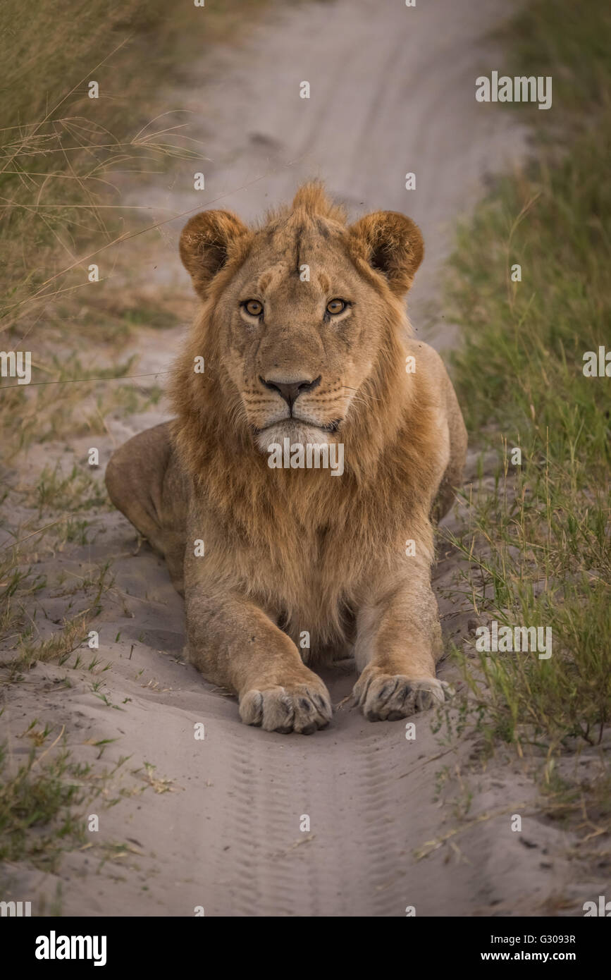 Male lion on track staring at camera Stock Photo - Alamy