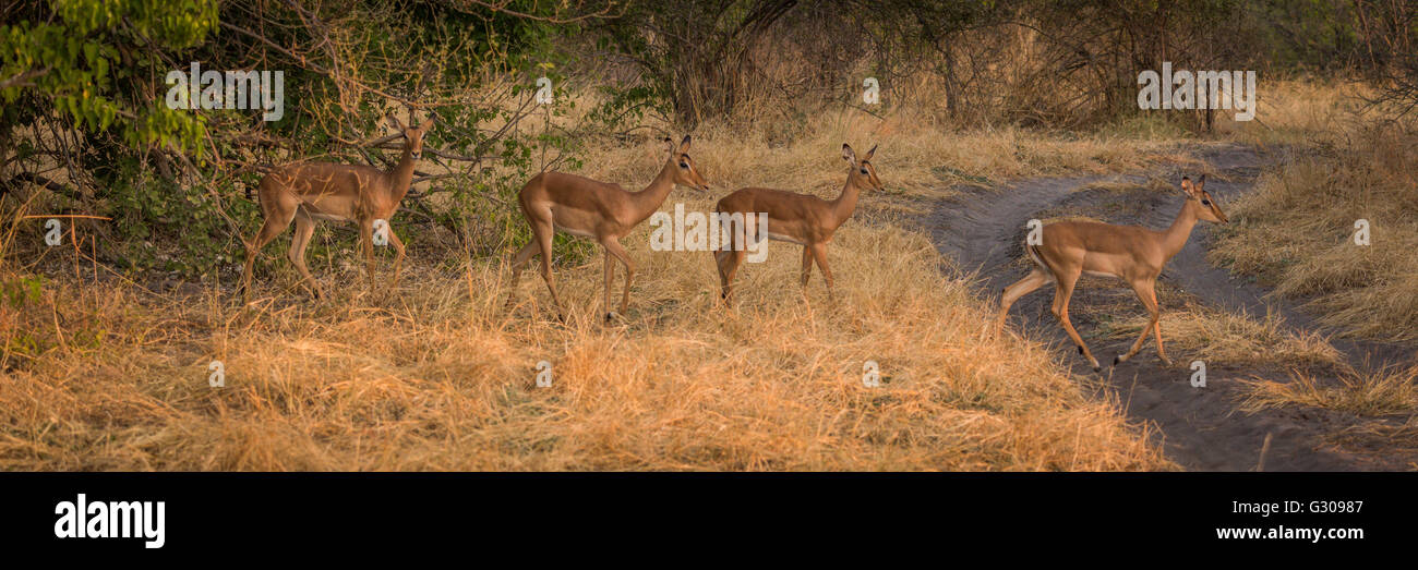 Panorama of four young impala crossing track Stock Photo - Alamy