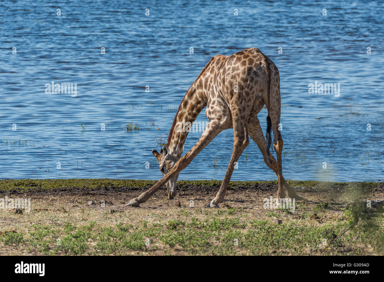 Giraffe feet hi-res stock photography and images - Alamy