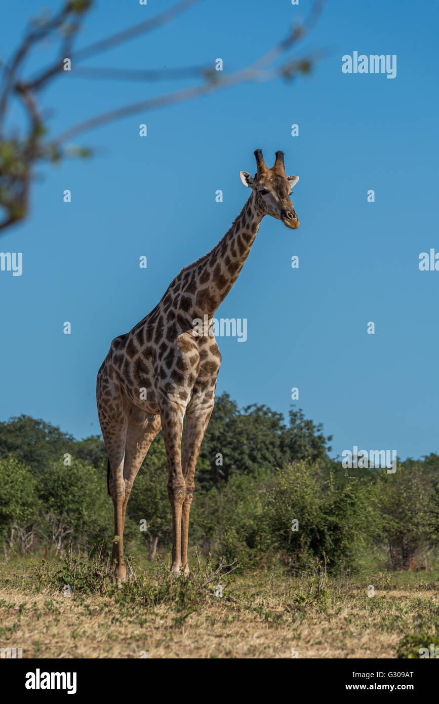 South African giraffe standing framed by branches Stock Photo - Alamy