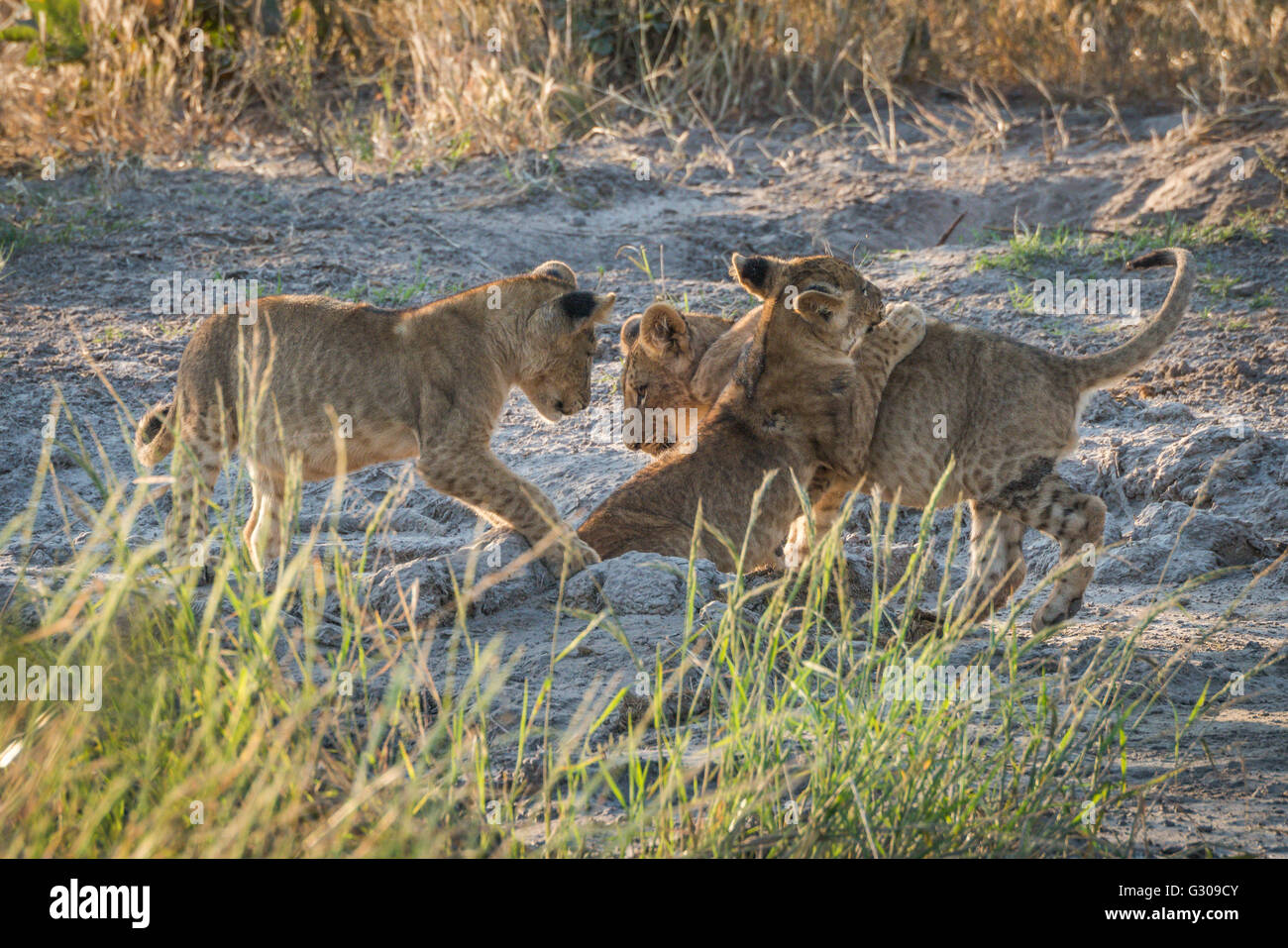 Three lion cubs playing on hi-res stock photography and images - Alamy