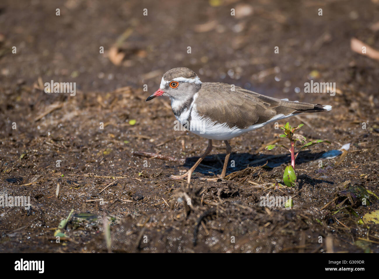 Three-banded plover in profile walking along riverbank Stock Photo - Alamy