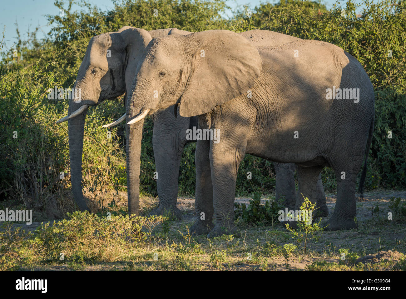 Two elephants standing side-by-side in dapple sunlight Stock Photo - Alamy