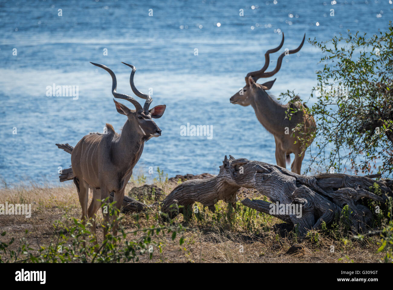Two male greater kudu standing beside river Stock Photo - Alamy