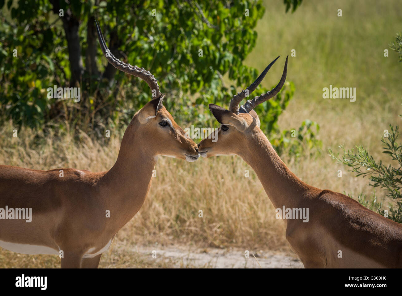 Animals touching noses hi-res stock photography and images - Alamy