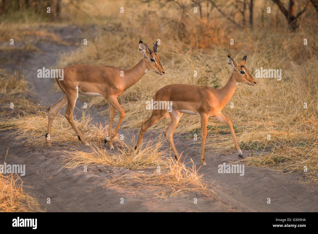 Two young impala walking across sandy track Stock Photo - Alamy