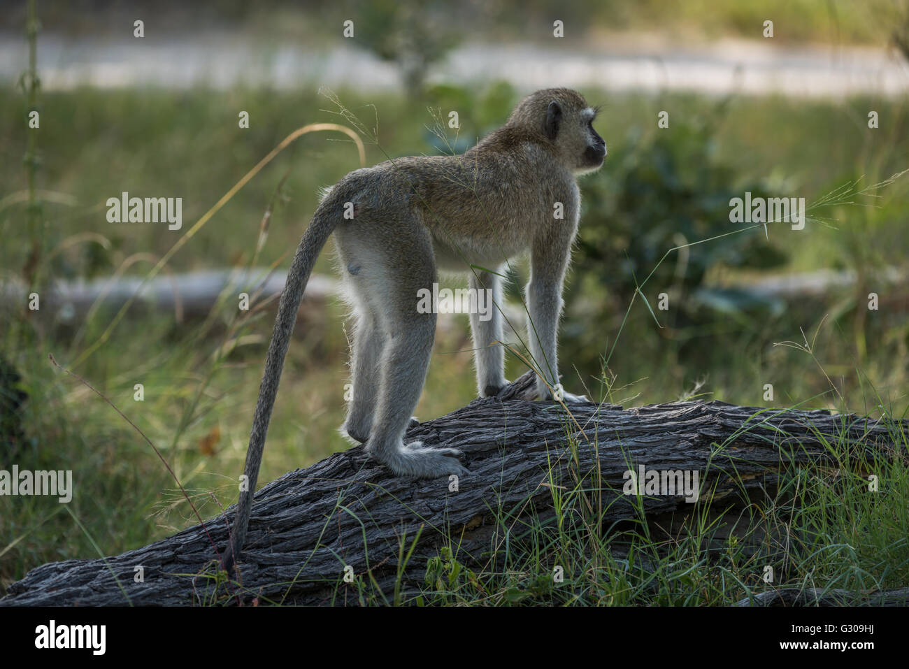 Vervet monkey standing on log looking right Stock Photo - Alamy