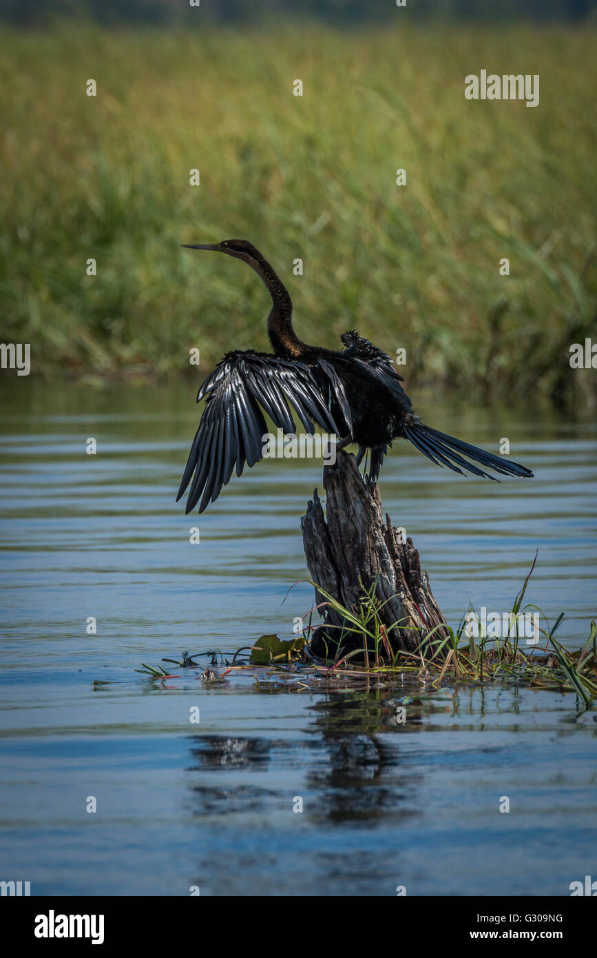 African darter spreading wings on tree stump Stock Photo - Alamy