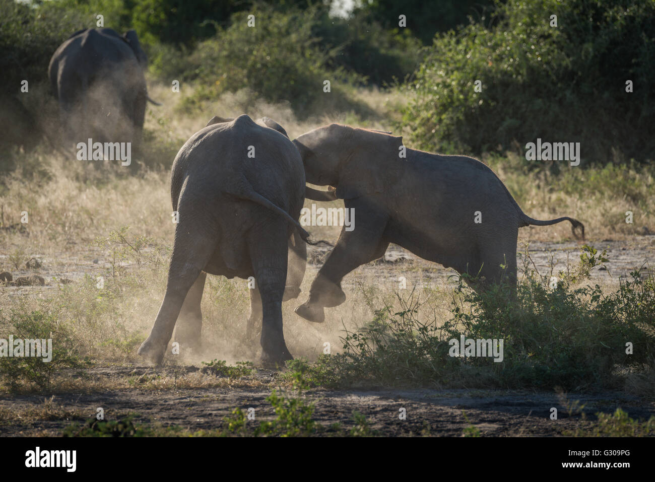 Baby elephant charges another in dust cloud Stock Photo - Alamy