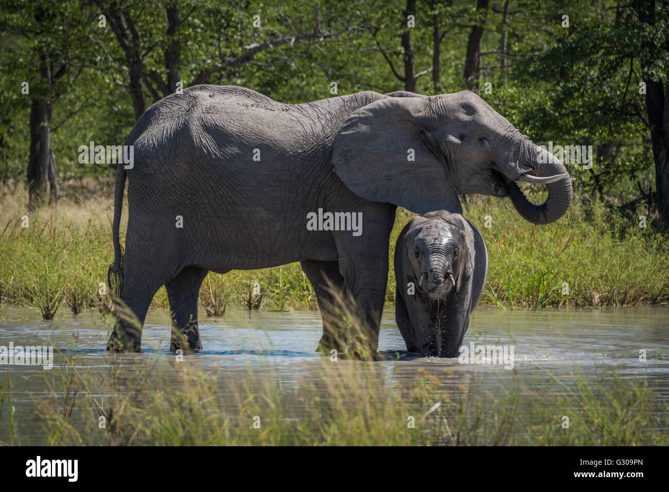 Baby elephant drinking under neck of mother Stock Photo - Alamy