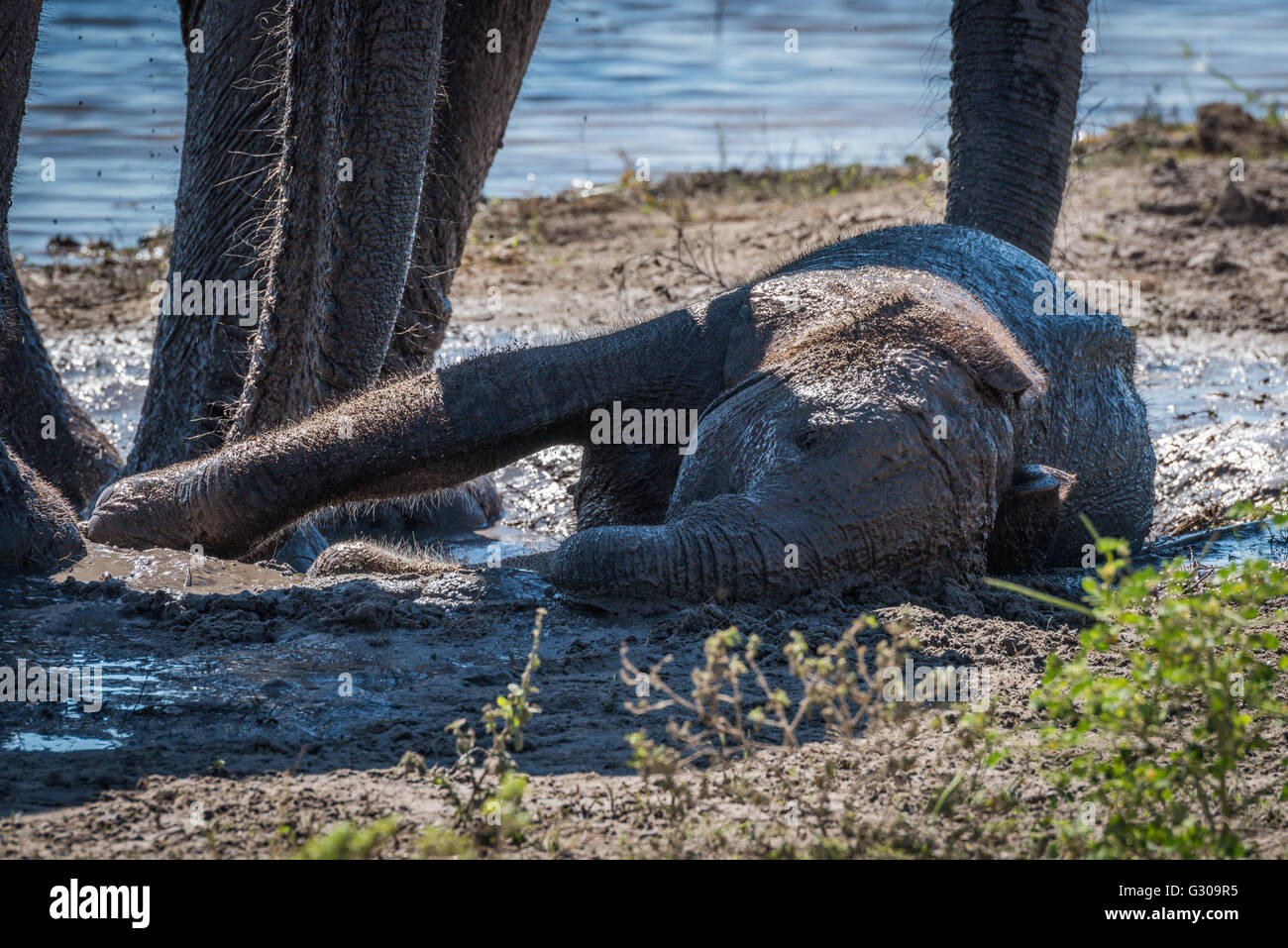 Elephants lying in water hi-res stock photography and images - Alamy