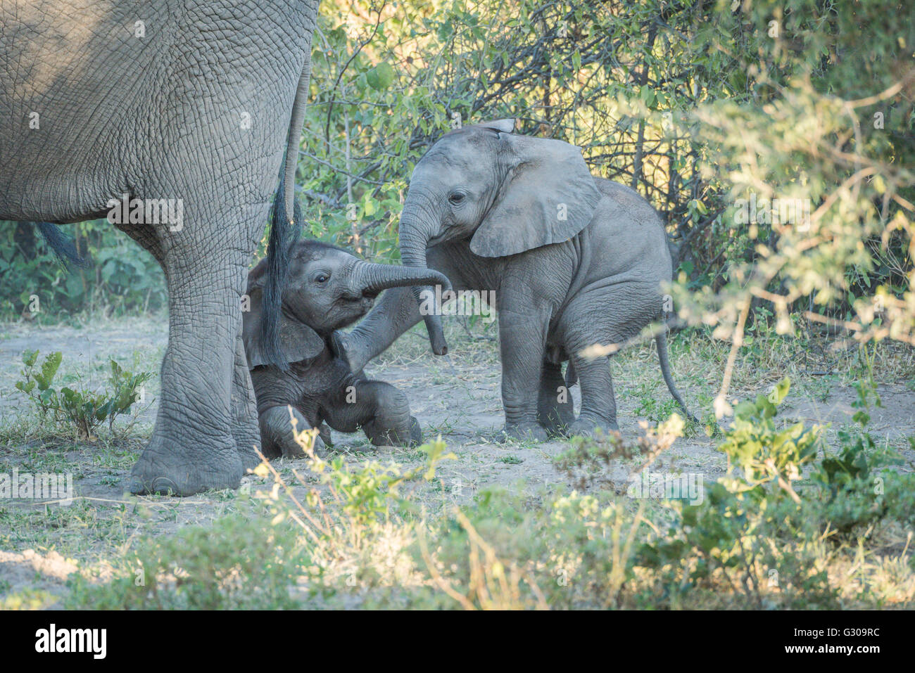 Baby elephant pushing over another behind mother Stock Photo - Alamy