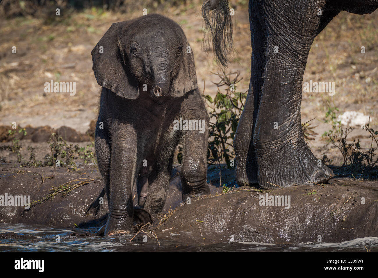 Baby elephant struggles along riverbank beside mother Stock Photo - Alamy