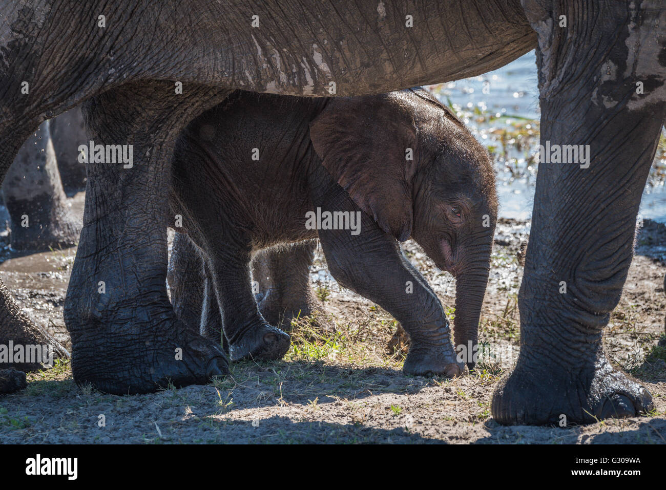 Baby elephant walking between legs hi-res stock photography and images ...