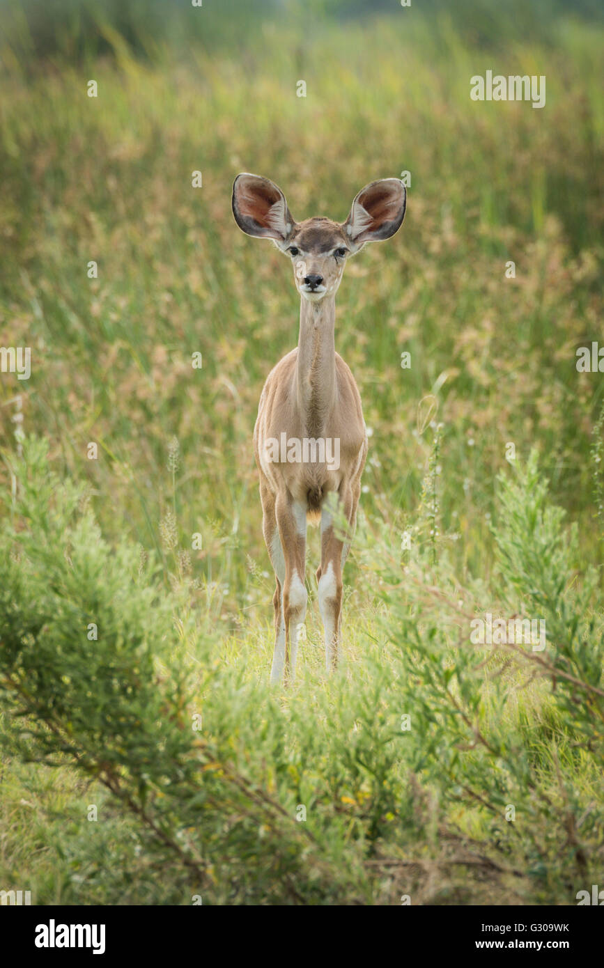 Lesser Kudu Baby