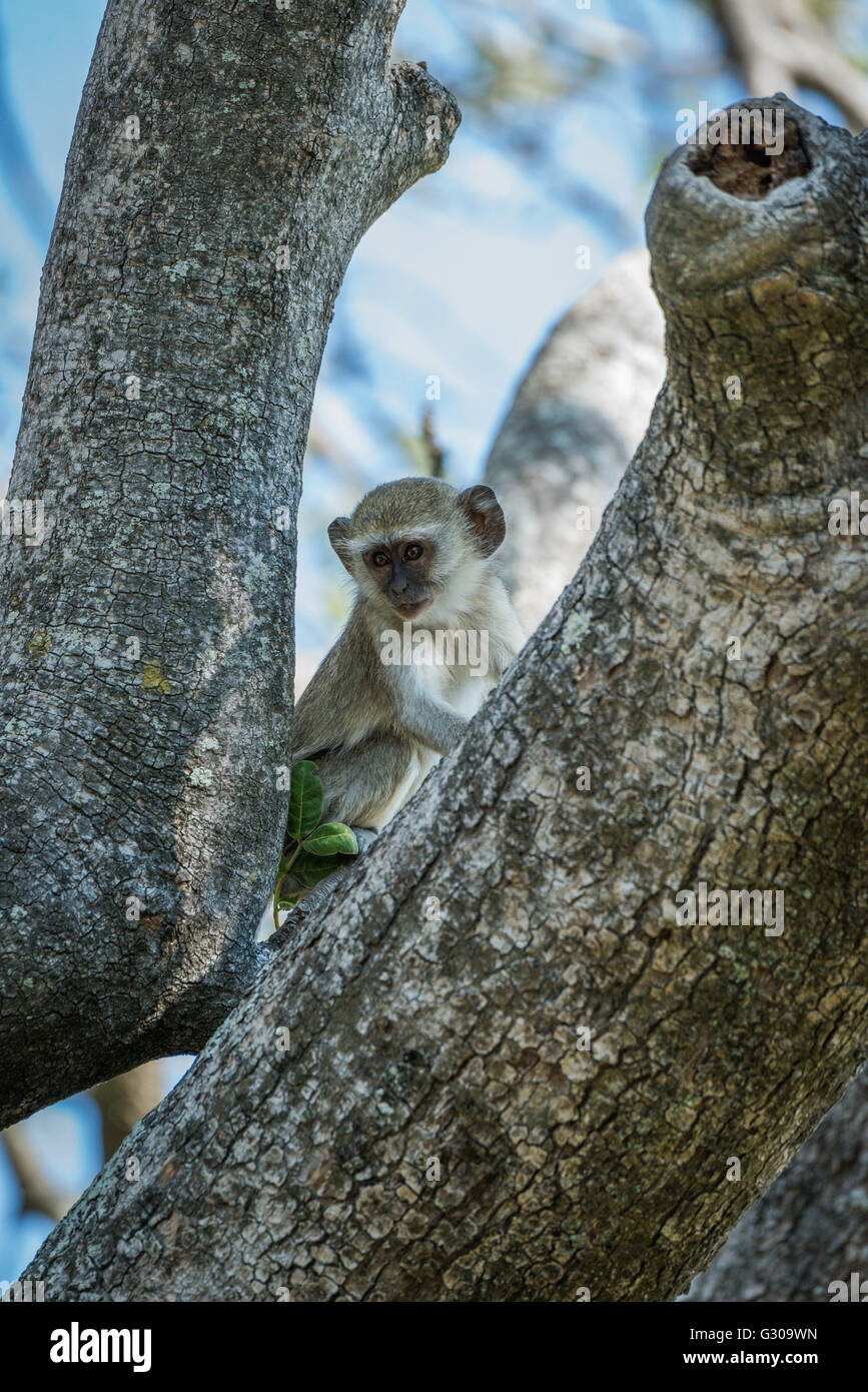Vervet monkey bark hi-res stock photography and images - Alamy