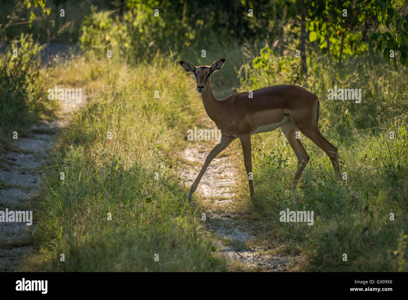 Backlit female impala crossing track in woods Stock Photo - Alamy