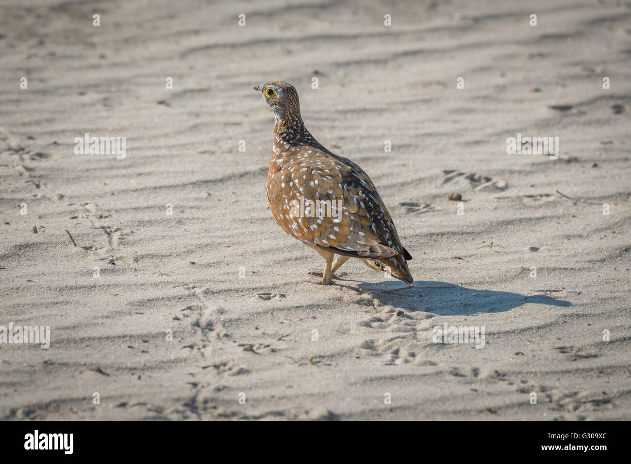 African grouse hi-res stock photography and images - Alamy