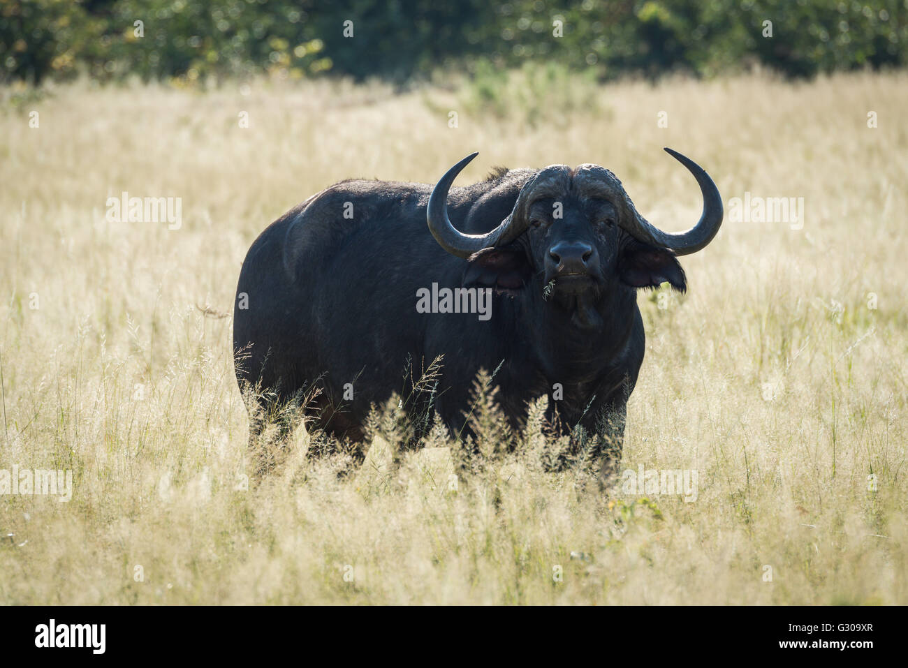 African buffalo in grassy hi-res stock photography and images - Alamy