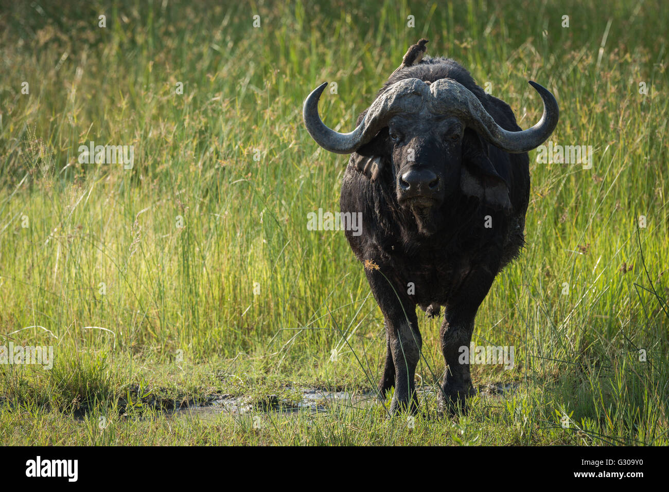 African buffalo in grassy hi-res stock photography and images - Alamy