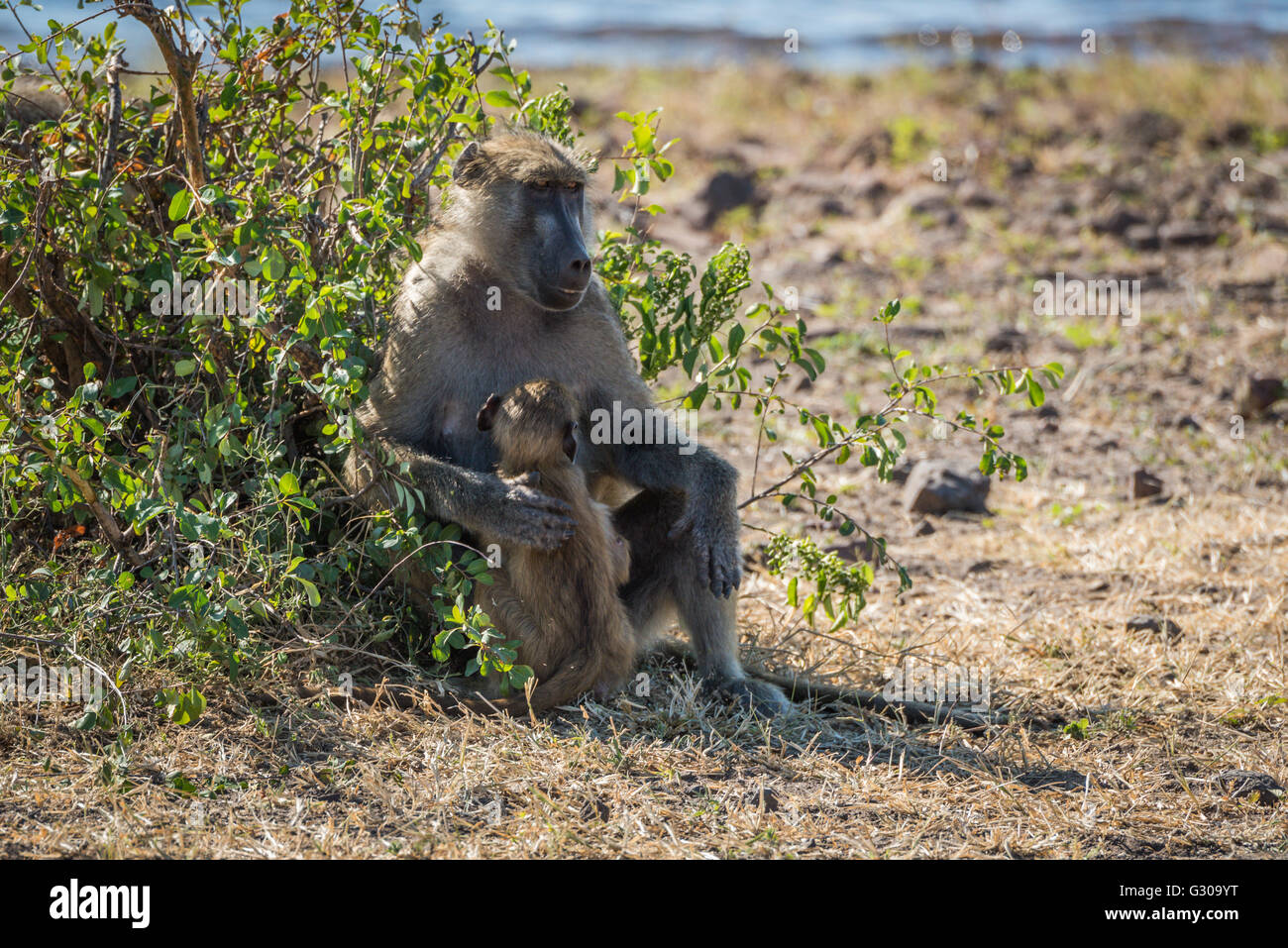 Chacma baboon mother with baby beside bush Stock Photo - Alamy