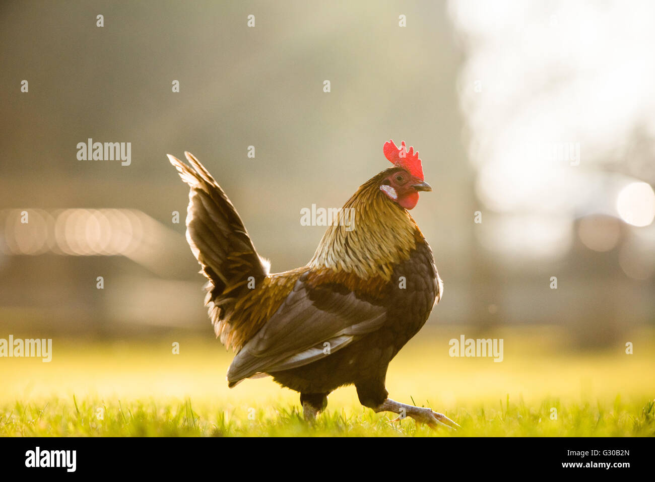 Cockerel hi-res stock photography and images - Alamy