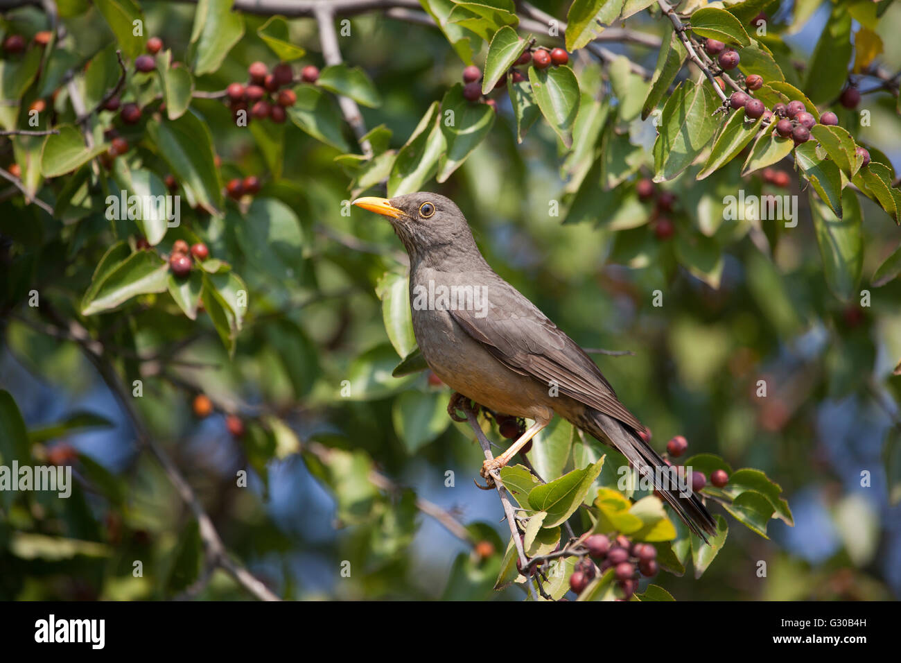 Thrush in detail hi-res stock photography and images - Alamy