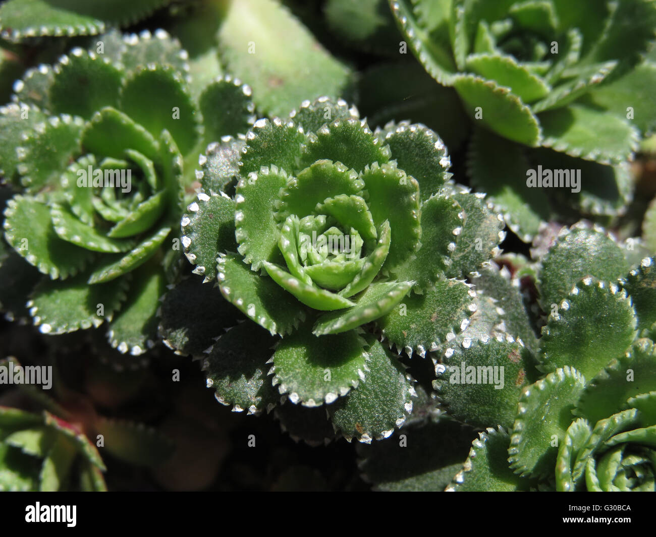 Aizoon rockfoil hi-res stock photography and images - Alamy