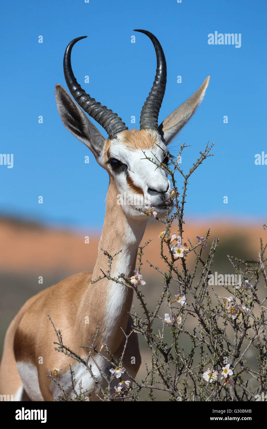 Springbok flowers hi-res stock photography and images - Alamy
