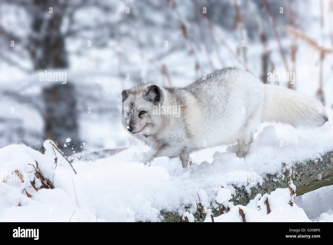 Arctic fox vixen (Vulpes lagopus), captive, Highland Wildlife Park ...