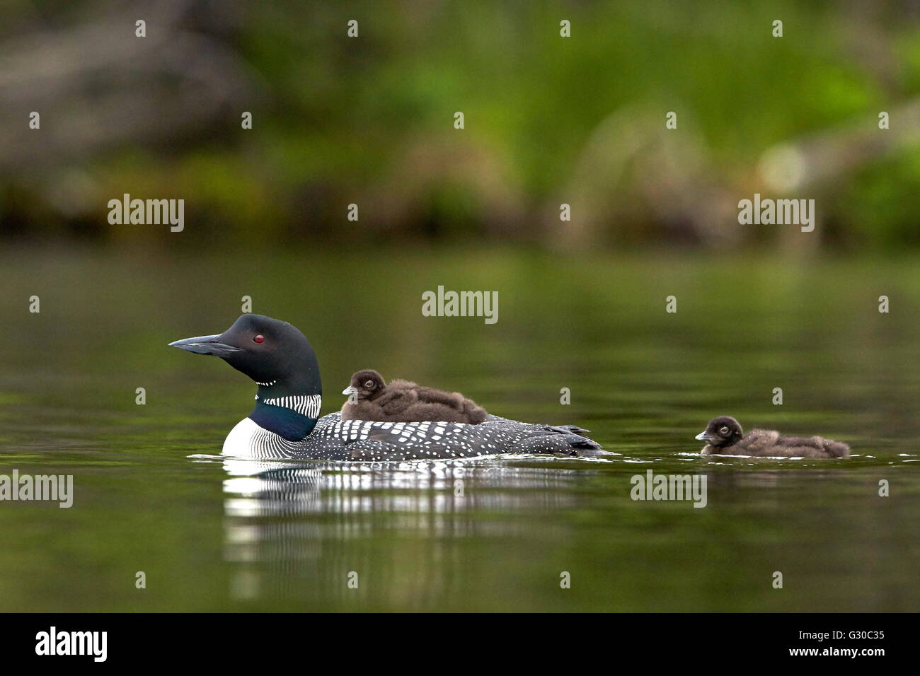 Common loon adult hi-res stock photography and images - Alamy