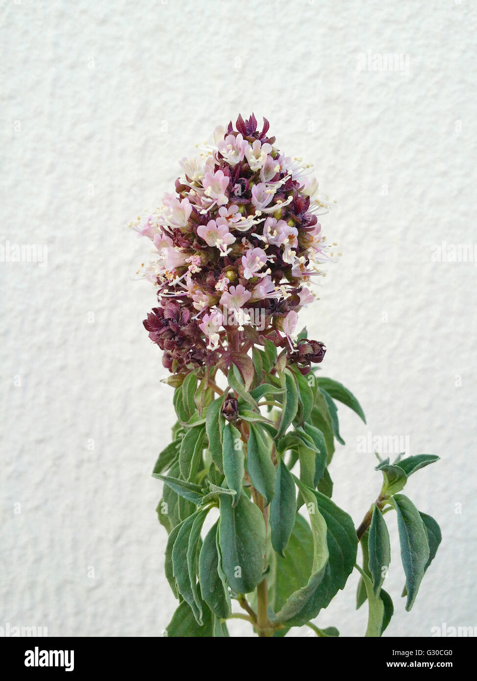 Sad young basil plant Stock Photo - Alamy
