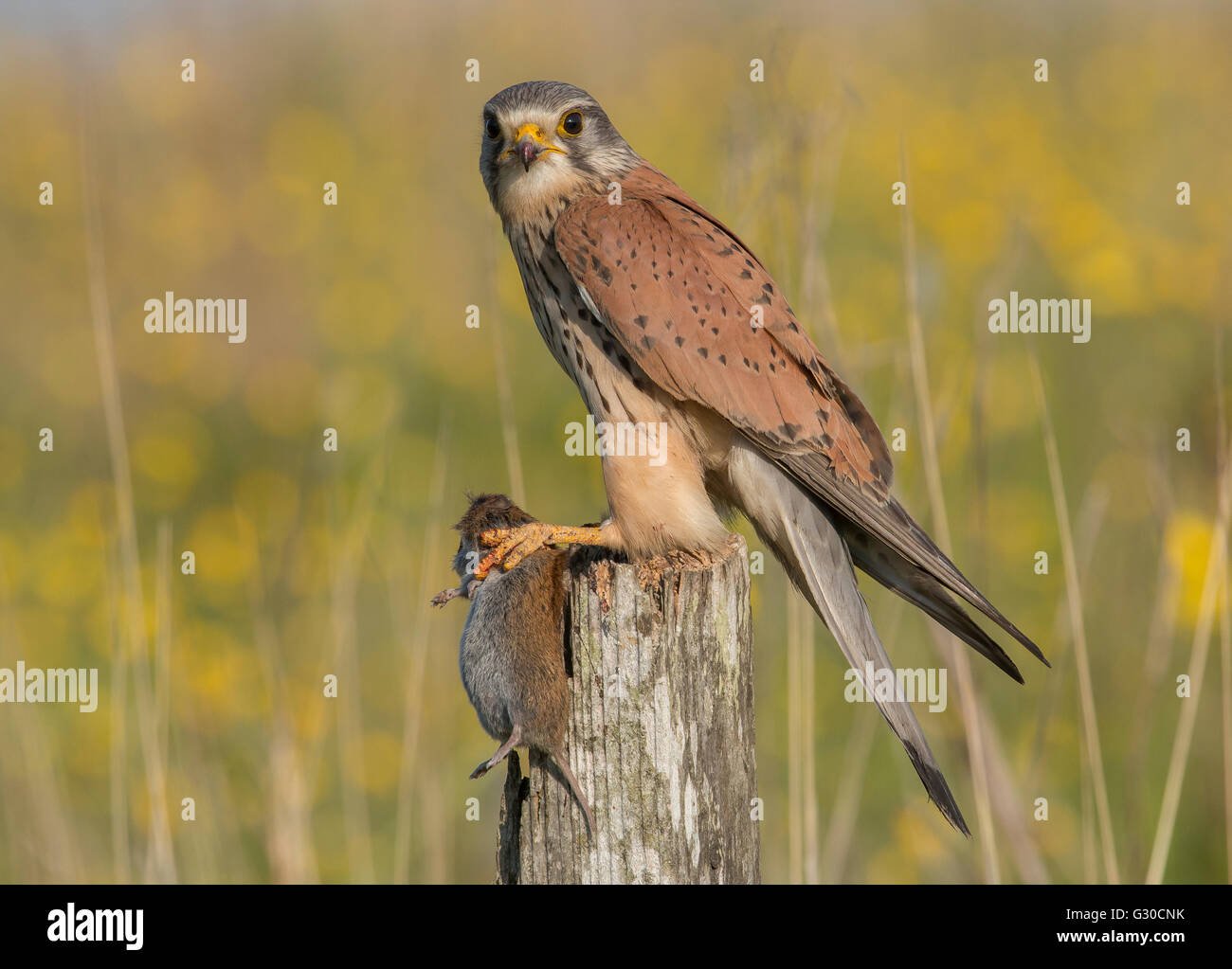 Common kestrel uk hi-res stock photography and images - Alamy