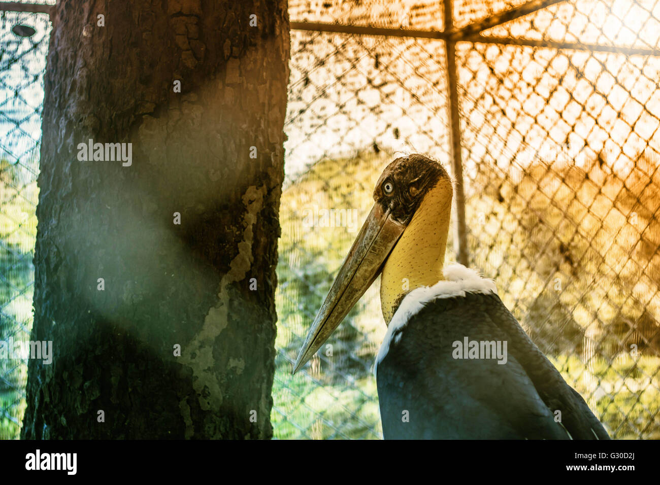 The bird was trapped inside a zoo of Thailand Stock Photo - Alamy