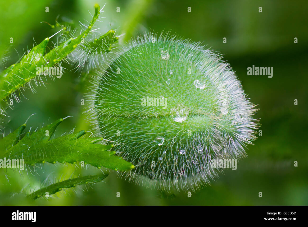 Poppy Flower Pod Stock Photo - Alamy