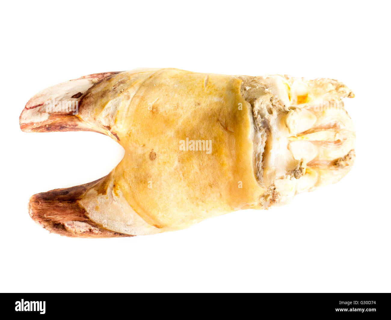 Cow Leg Bone High Resolution Stock Photography and Images - Alamy