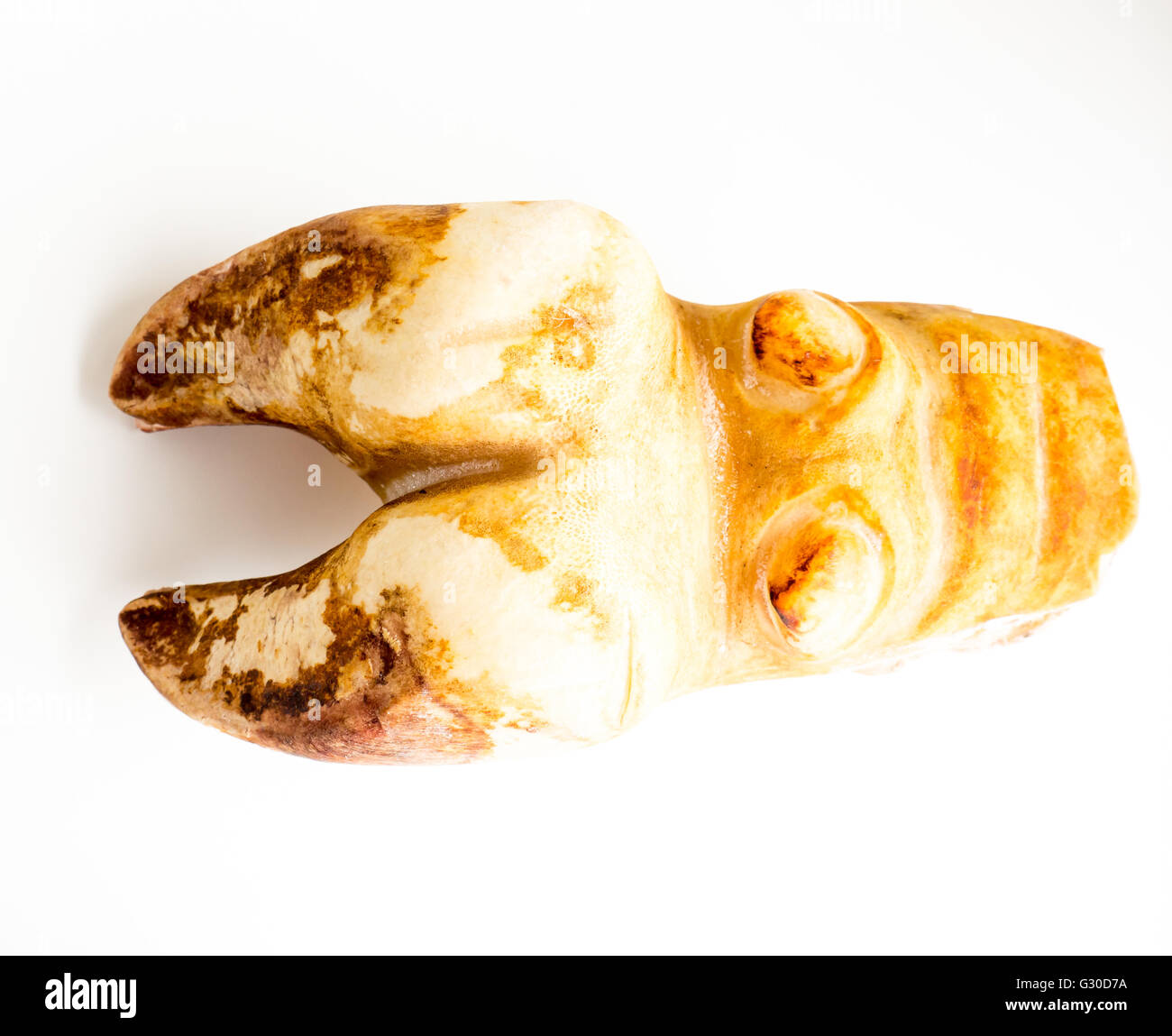 Cow leg bone hi-res stock photography and images - Alamy