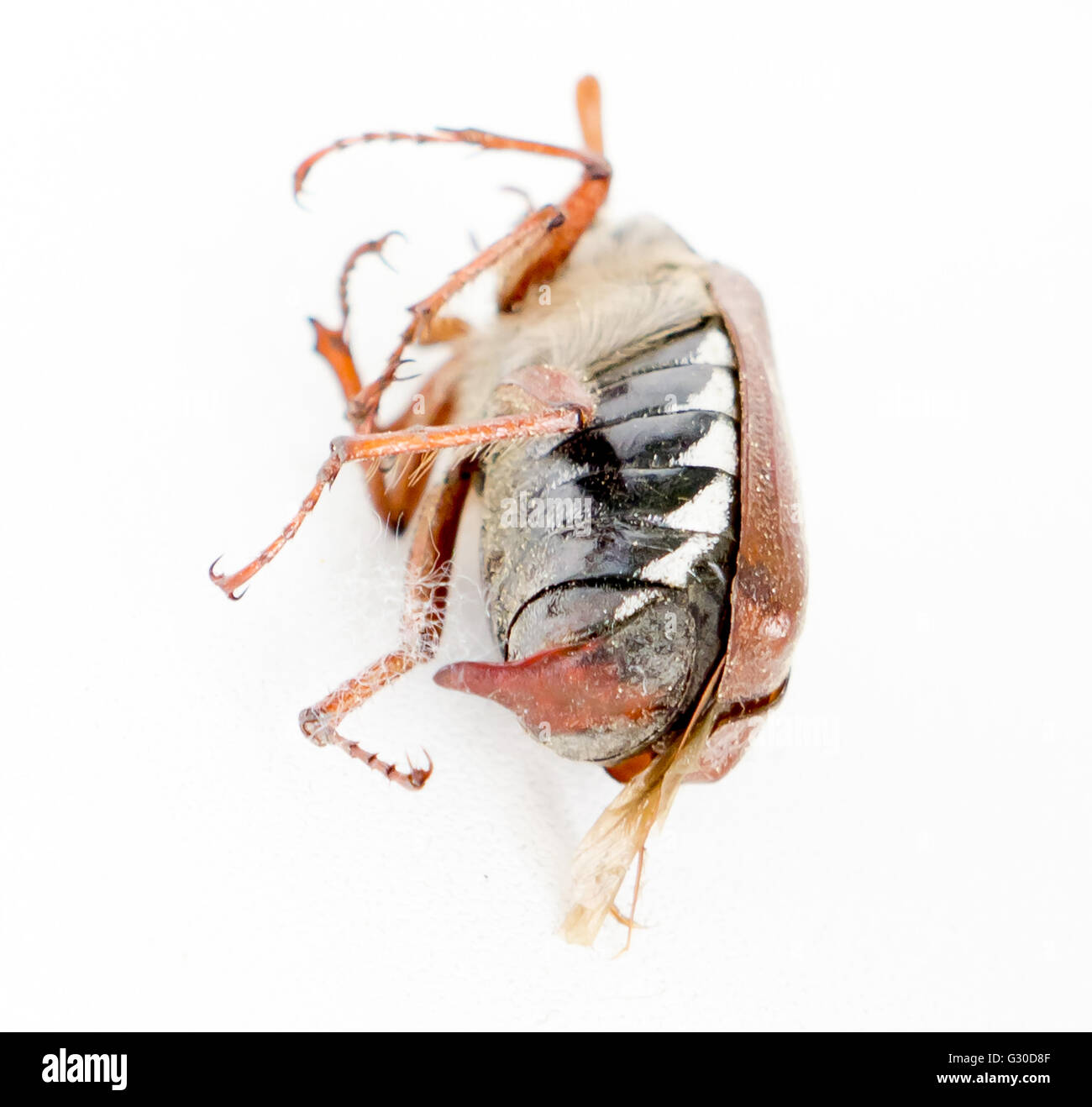 6 dead Cut Out Stock Images & Pictures - Alamy