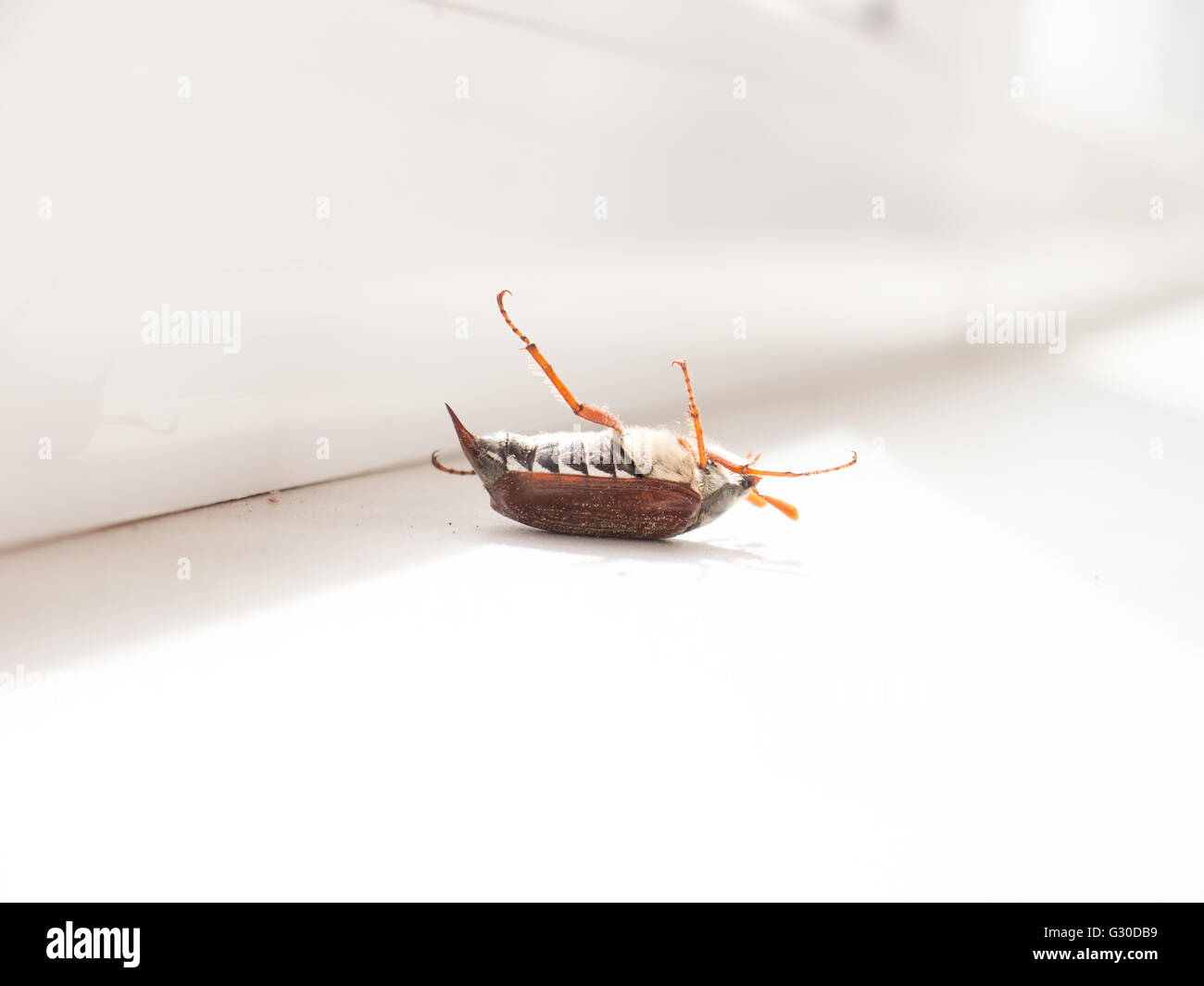 The dead bug chafer Stock Photo - Alamy