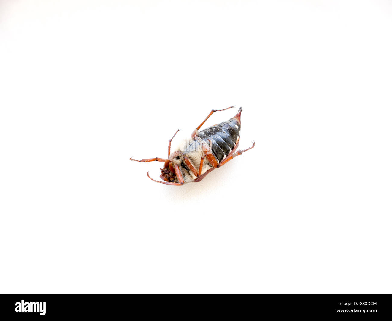 The dead bug chafer Stock Photo - Alamy